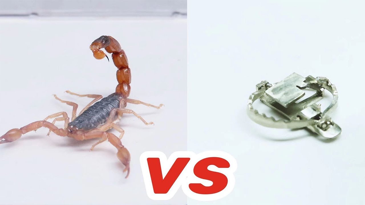 Scorpions VS DIY Tiny Trap | Catch Scorpion by Tiny Trap - YouTube