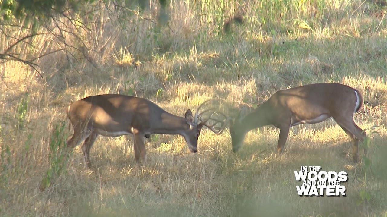 Quota Hunts - YouTube