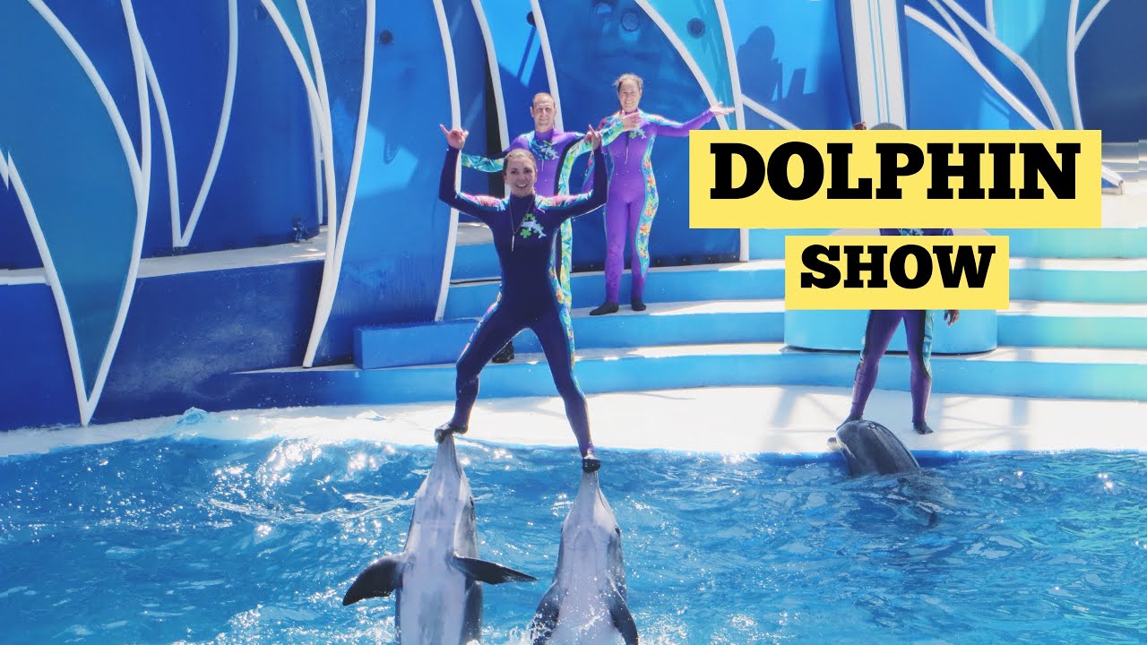 SeaWorld Dolphin Show (old version) San Diego 🐬🐬🐬🐬 - YouTube