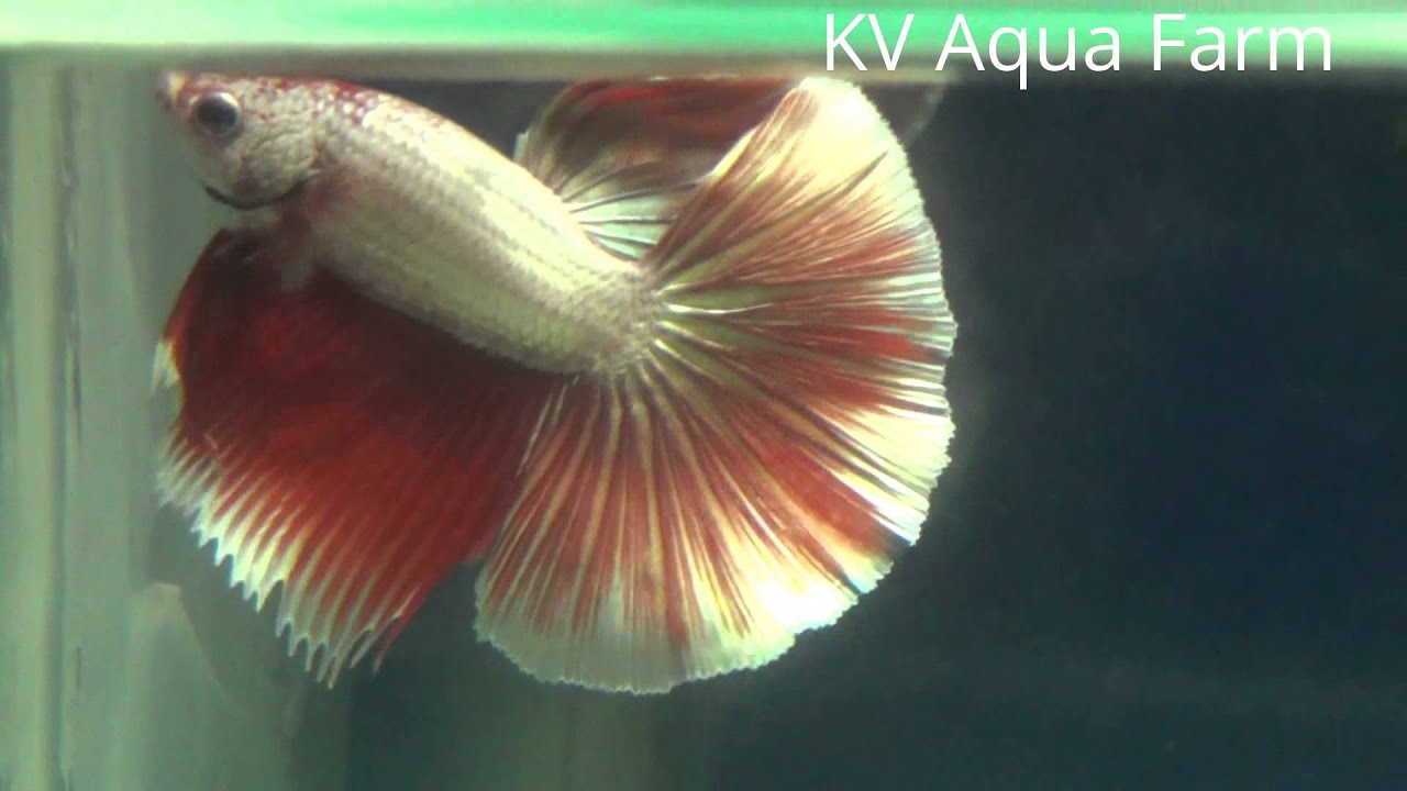 Salamander Halfmoon Betta - YouTube