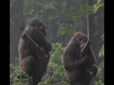 Trip Atan Karısının Gönlünü Almaya Çalışan Gariban Goril
