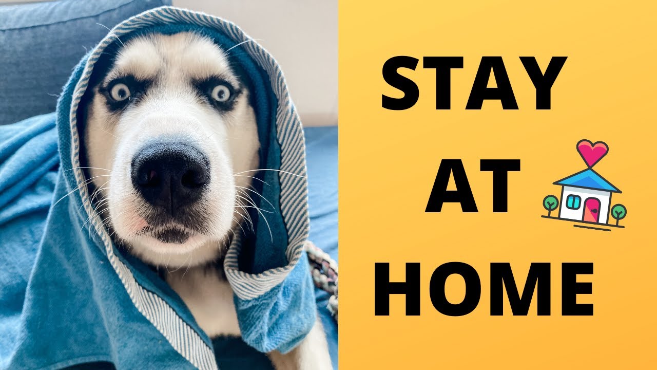 corona virus stay at home song - YouTube