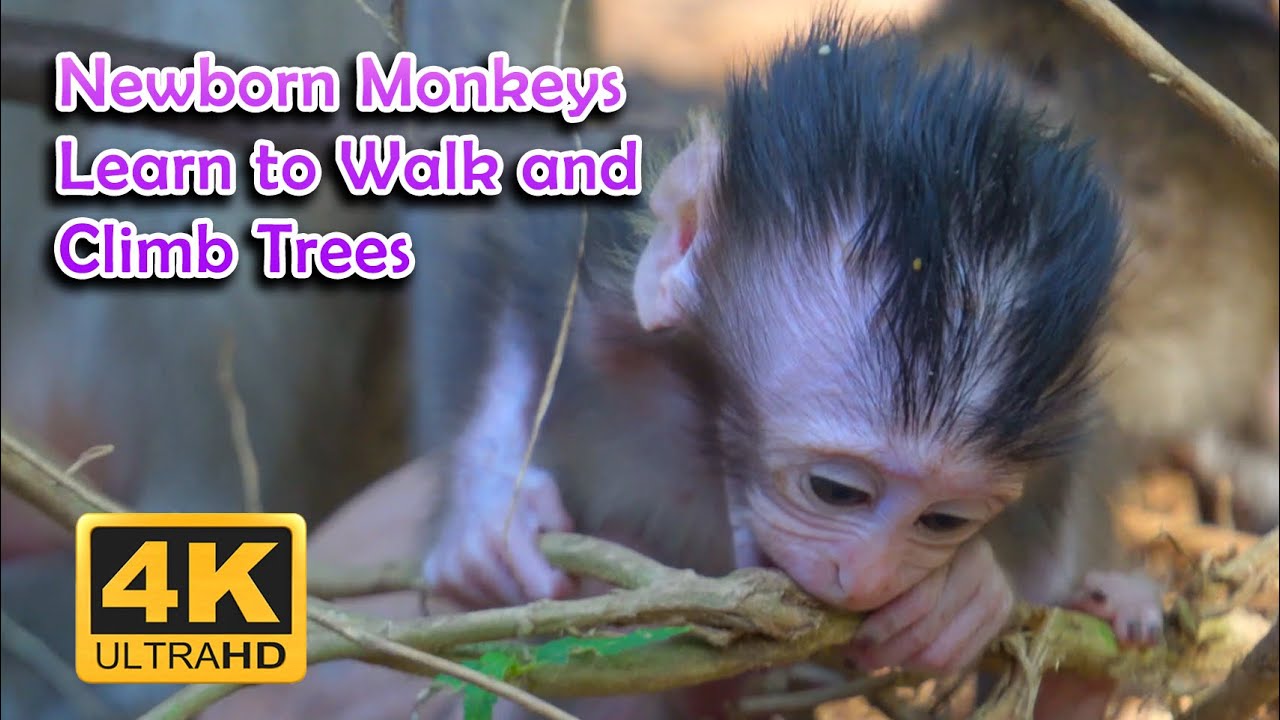 Newborn monkeys learn to walk and climb trees | 4K - YouTube