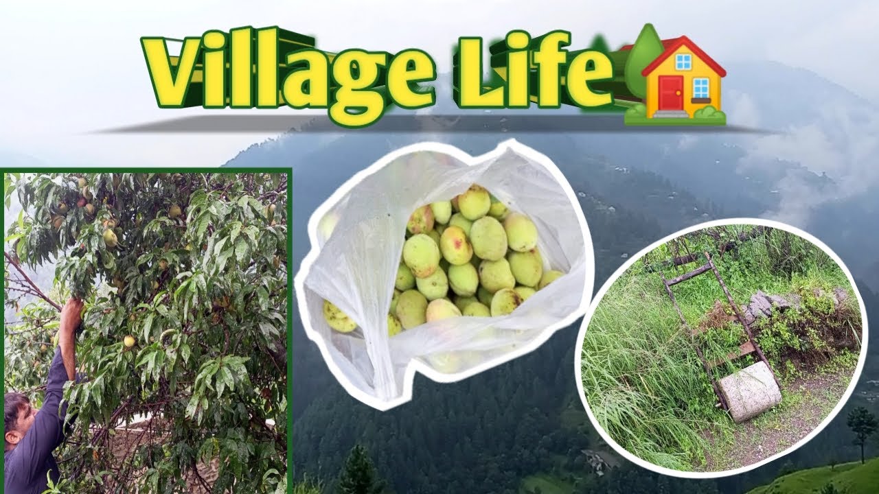 Hum ne toray fruits tree se| Beautiful view|Village Life🏡 - YouTube