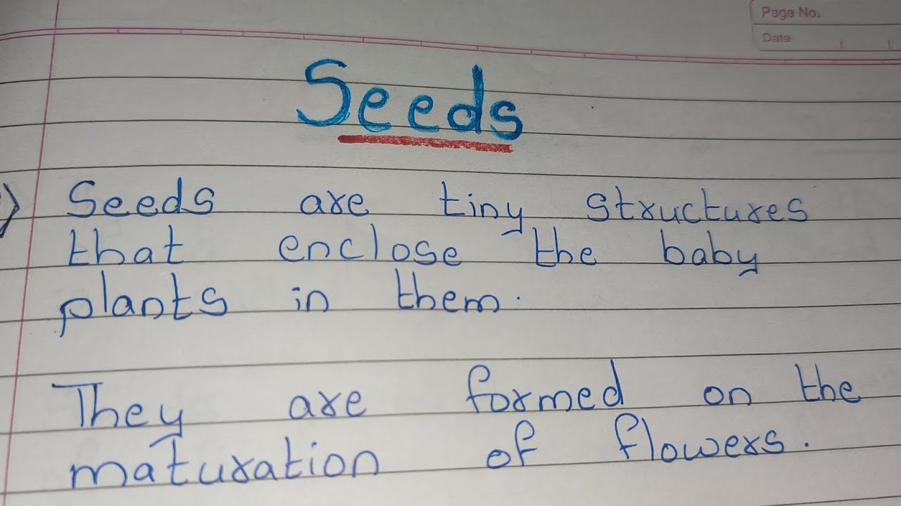 Few Lines on Seeds // Essay on Seeds in english - YouTube