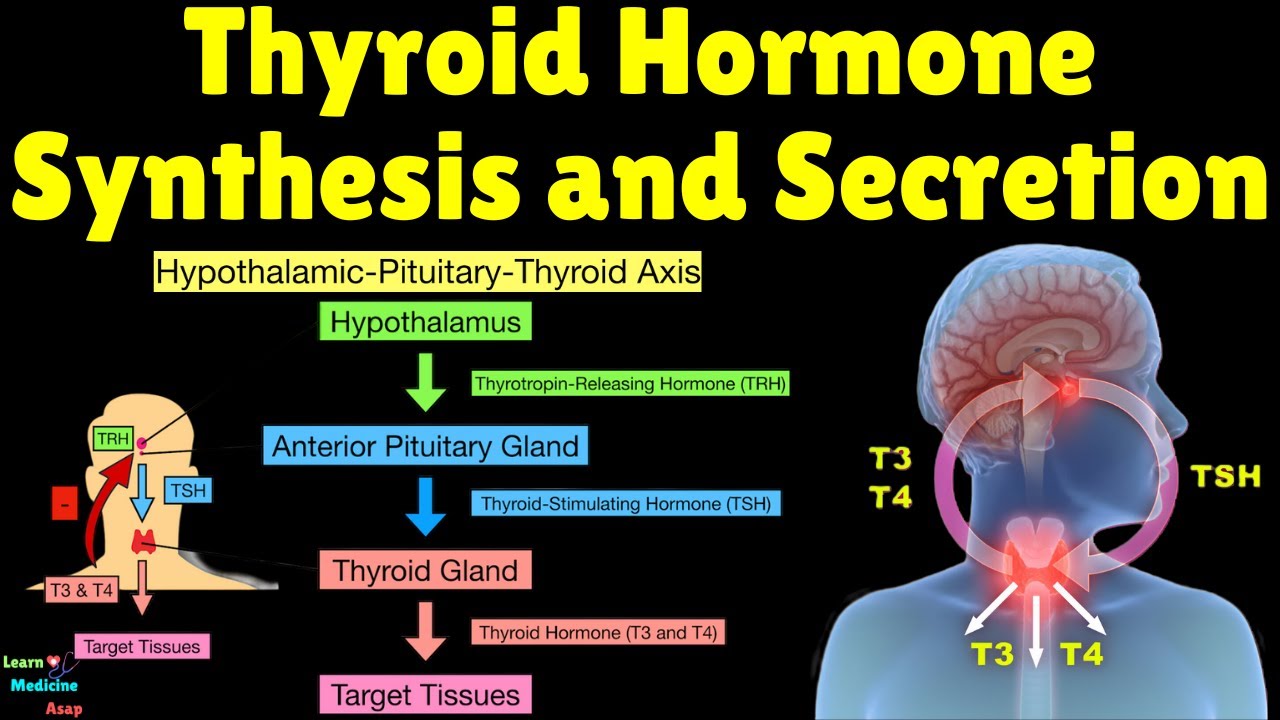 Mechanisms of Thyroid Hormone Synthesis and Secretion - YouTube