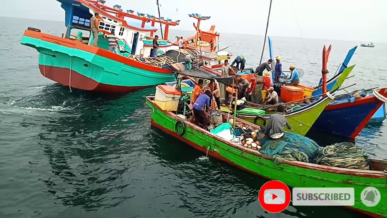 Panen ikan pilok 7 ton di laut ujong blang, lhokseumawe. - YouTube