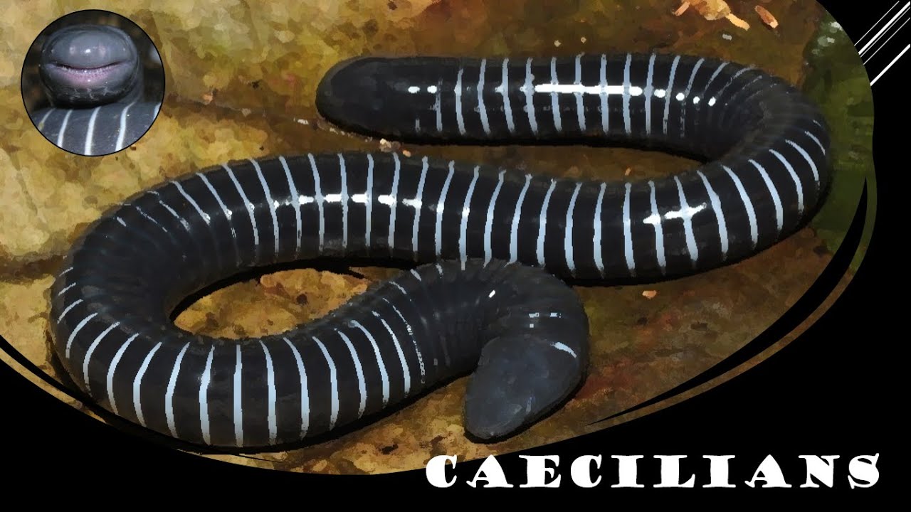 Caecilians: Weird and Wonderful - YouTube