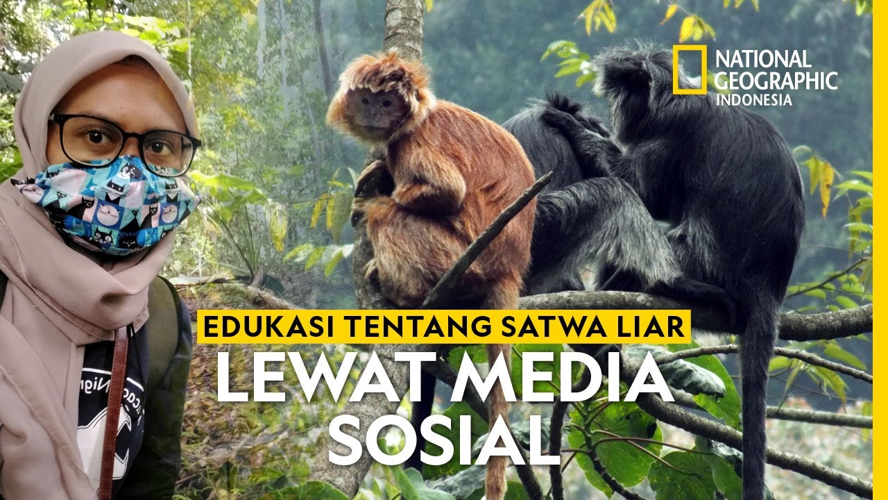 Mempopulerkan Isu Konservasi Satwa Liar di Media Sosial - YouTube