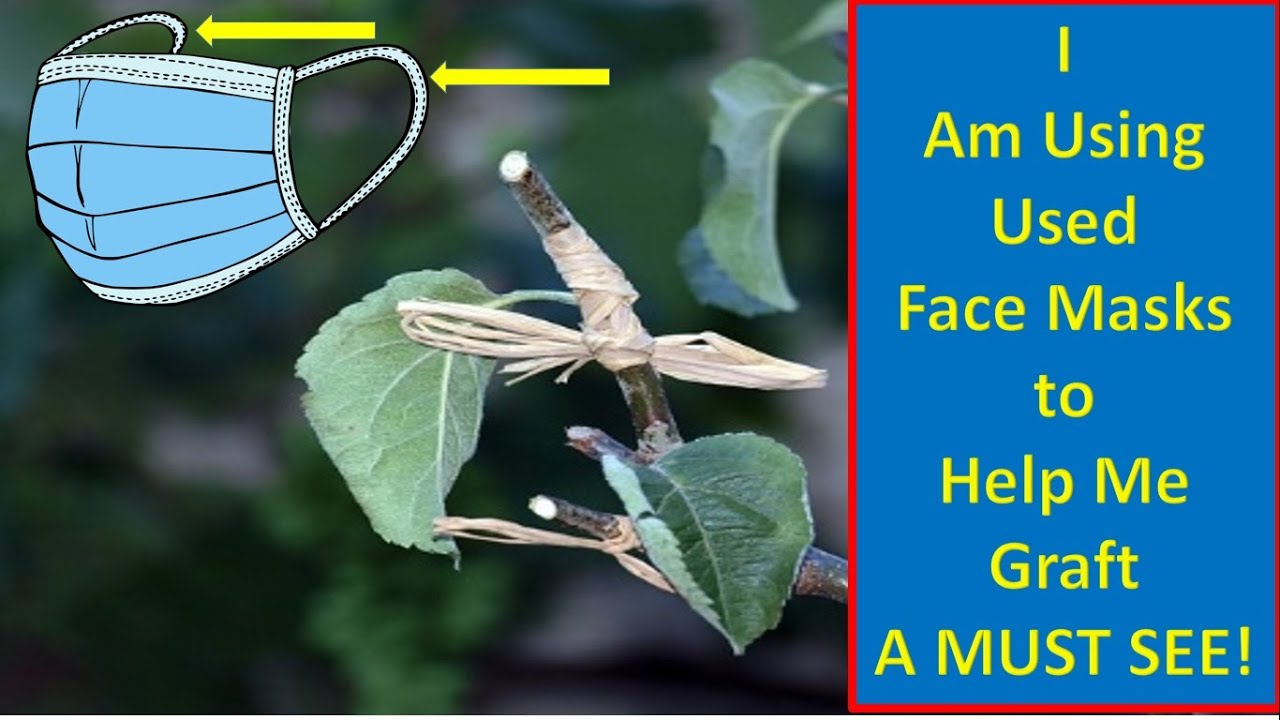 Cleft Grafting Using Elastic Strand from Face Masks - YouTube