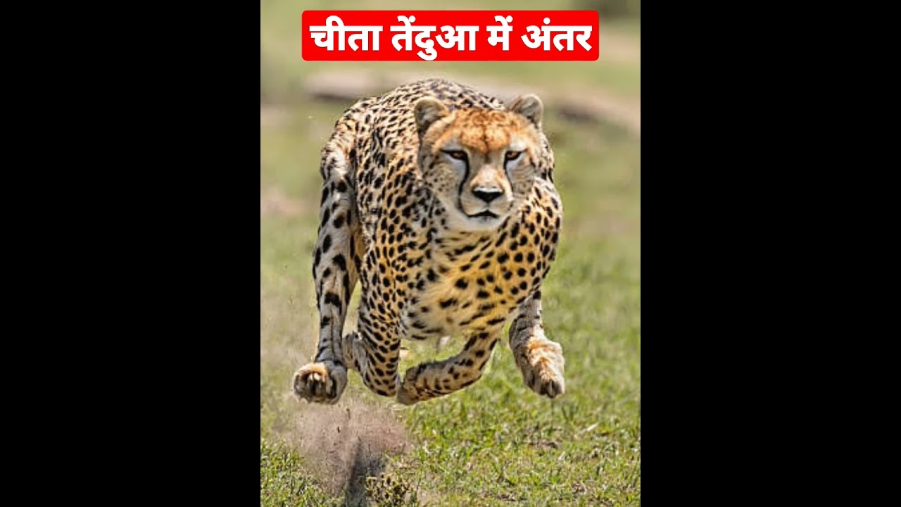 Chita-Tendua Me Antar चीता और तेंदुआ में अंतर क्या है?? Difference ...