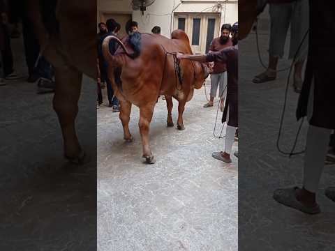 Angry bull qurbani 😡😠 #shorts #shortsfeed #qurbani #viralvideo