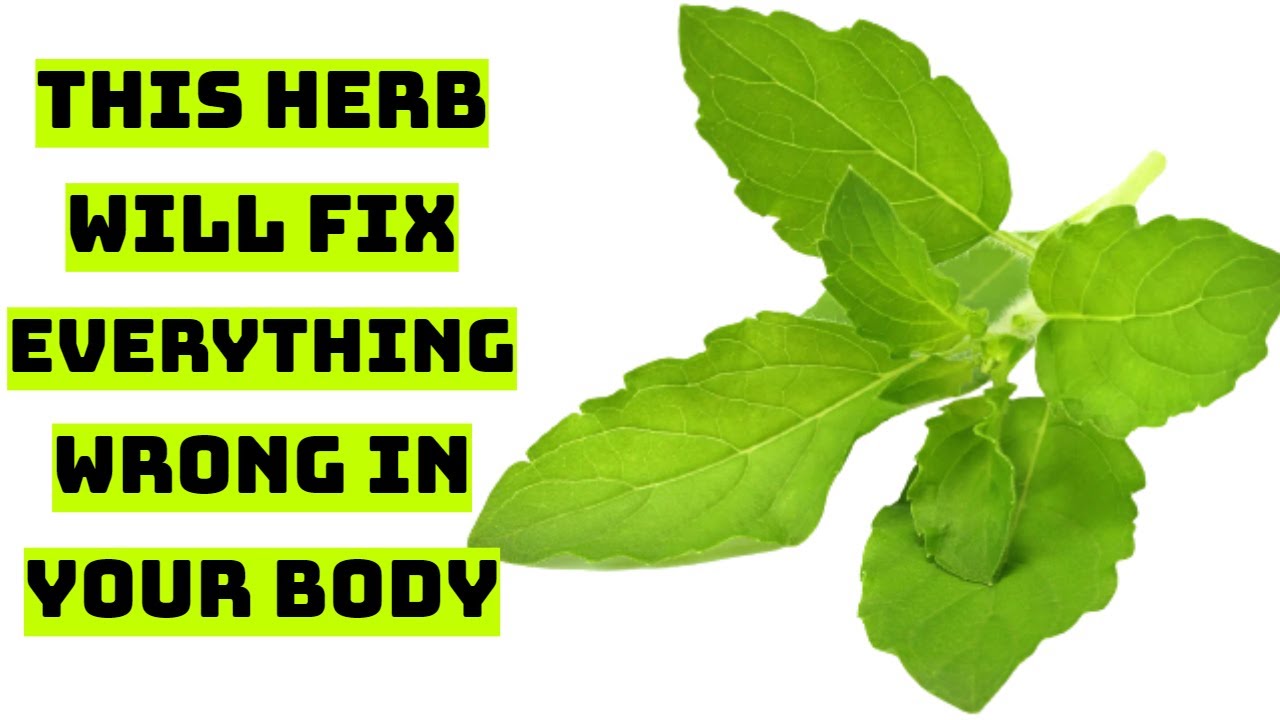This holy basil herb Will Fix Everything Wrong In Your Body - YouTube