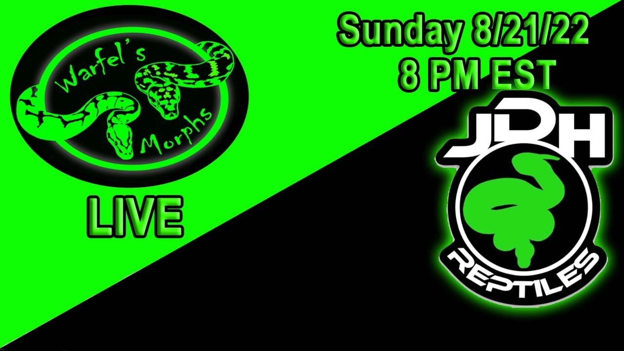 EP.31: Live W/ Dave of JDH Reptiles Talking Ball Pythons and Ball Python Breeding - YouTube