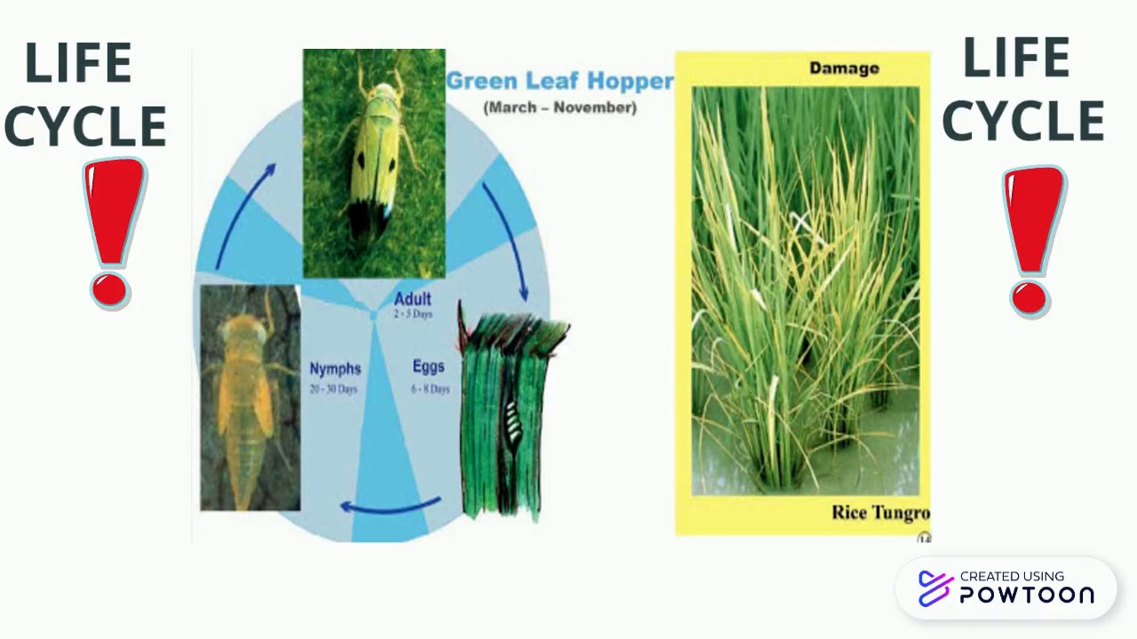 GREEN LEAF HOPPER - YouTube