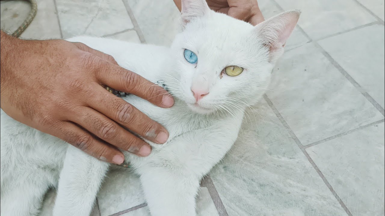 two colour eyes cat - YouTube