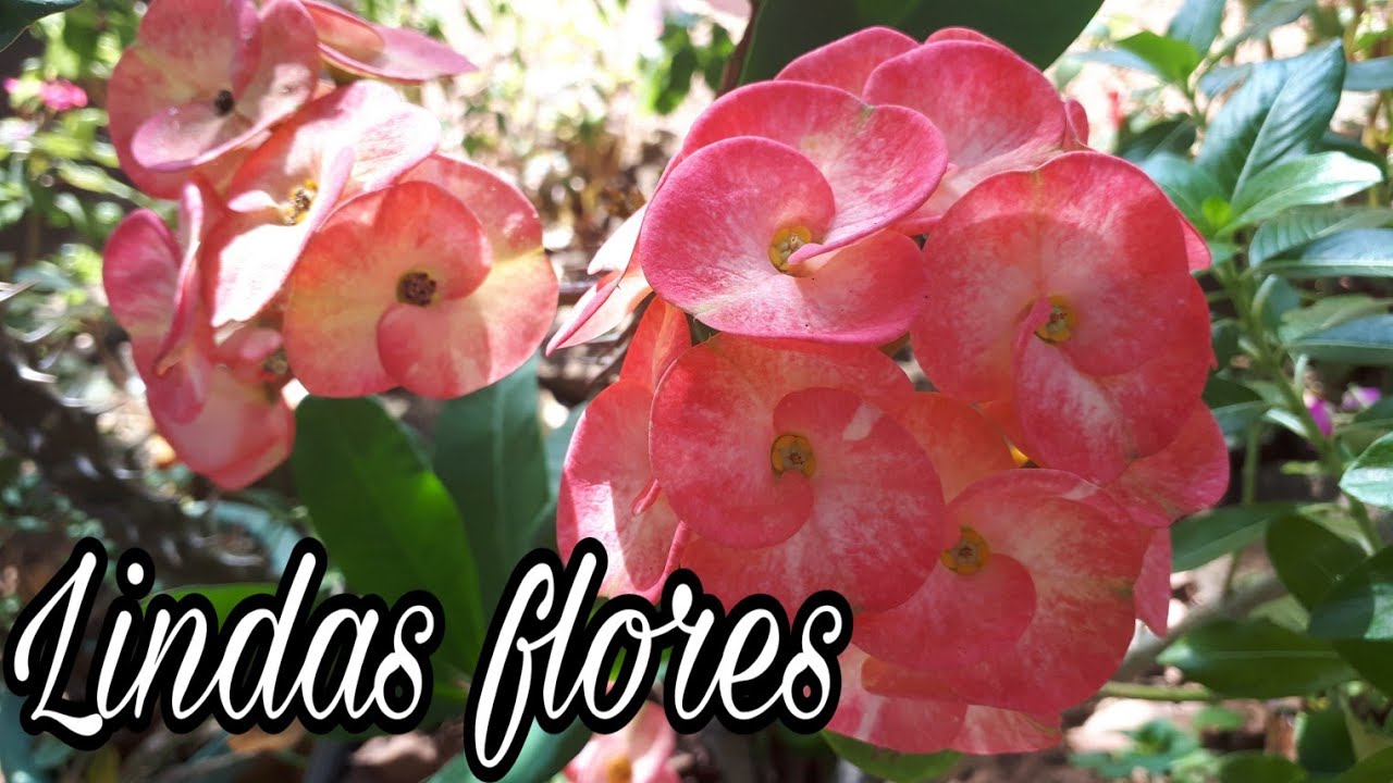 FLORES DE JUNHO AQUI NO SÍTIO!!! ORQUÍDEAS e muita coisa linda....veja ...