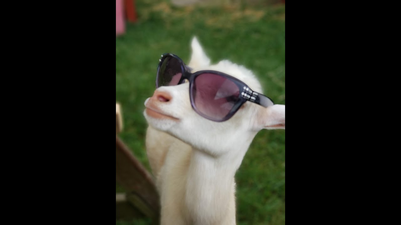 Meet the goats-week #1-Lucy - YouTube