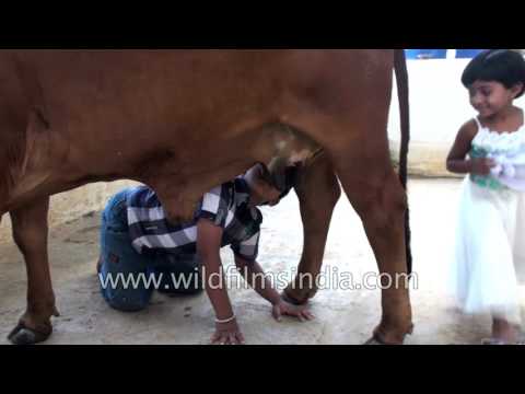 Indian girl and boy drink milk from cow's udders - Only in India!