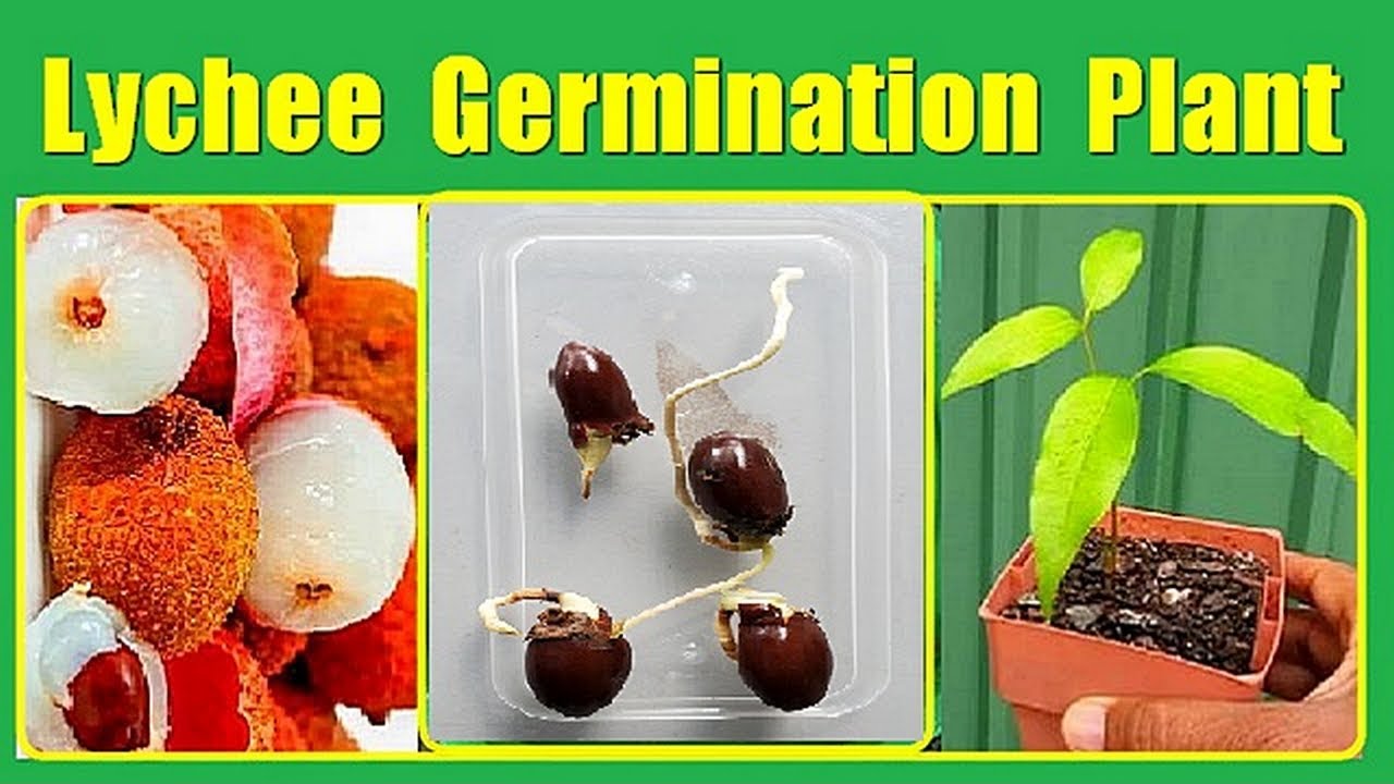 How to Germinate Lychee Tree Seeds: Lychee Seeds Germination - YouTube