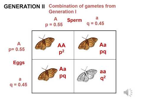 Week 7 Lecture Chapter 5: Calculation of Population Genetic - YouTube