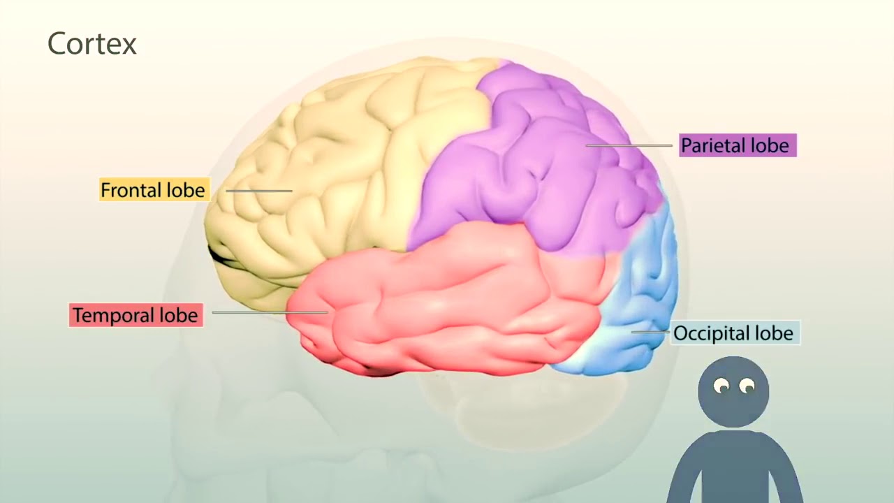 Human Brain Major Structures And Their Functions - Free Printable Worksheet