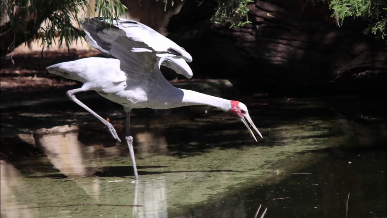 Water Birds, Perth Zoo, Australia - YouTube