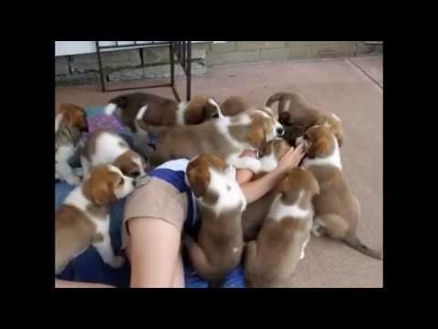 смешные животные 2014