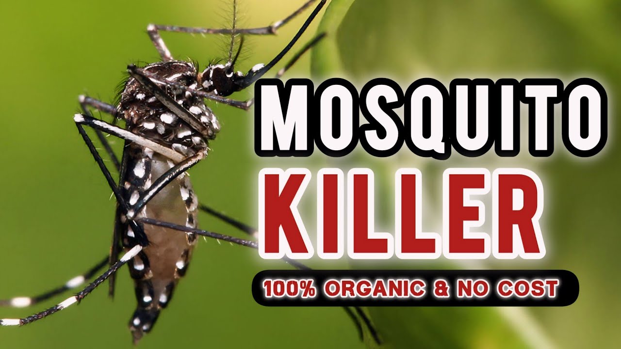 mosquito killer/ how to get rid of mosquito - YouTube
