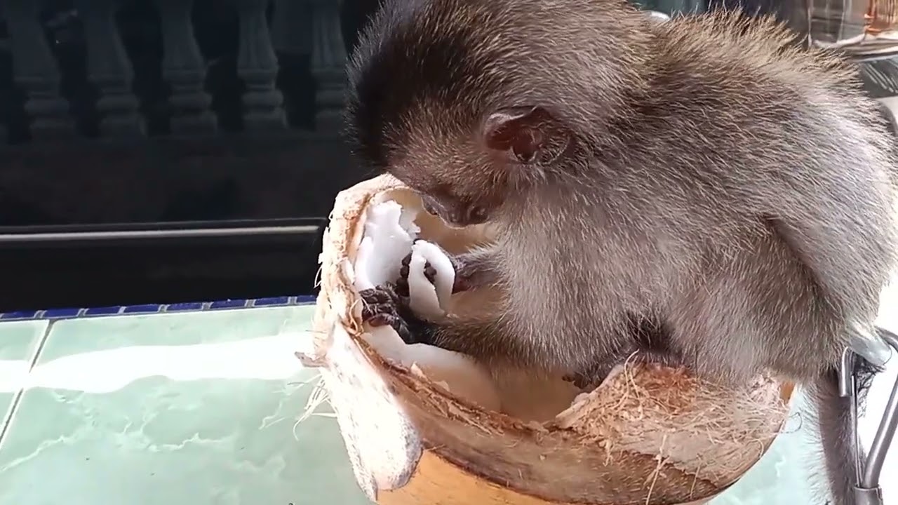 monyet lucu makanan favoritnya kelapa kuning muda.Yellow young coconut ...