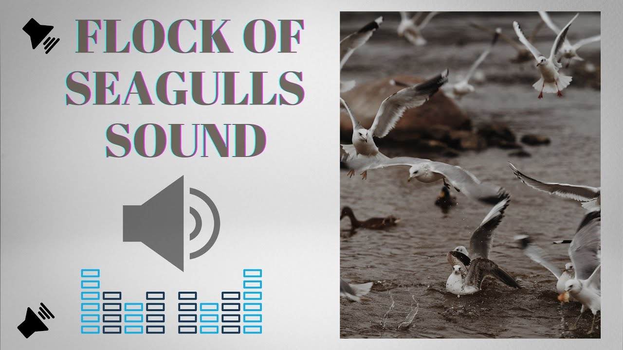 flock of seagulls sound effect - YouTube