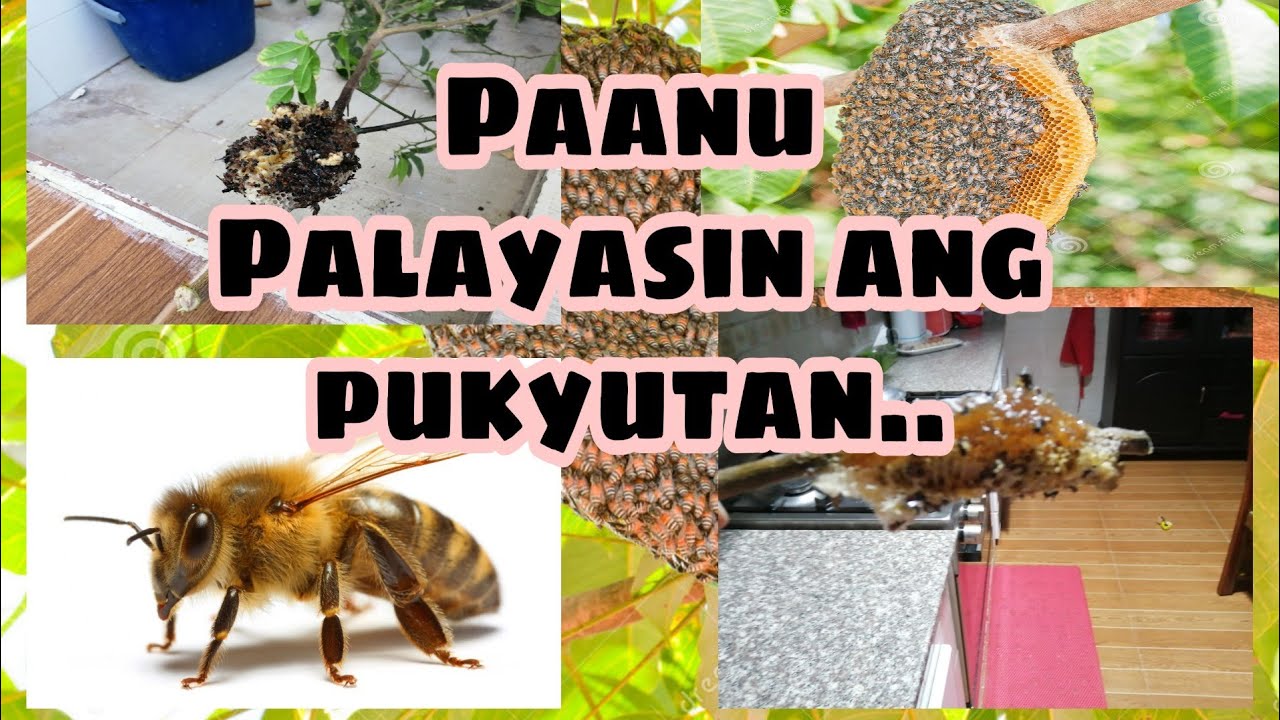 #honeybee #dhpinayoman Bahay ng pukyutan sa middle east - YouTube