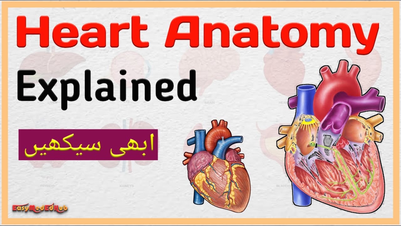 Heart Anatomy Explained: Size, Shape, Location, and Chambers ...