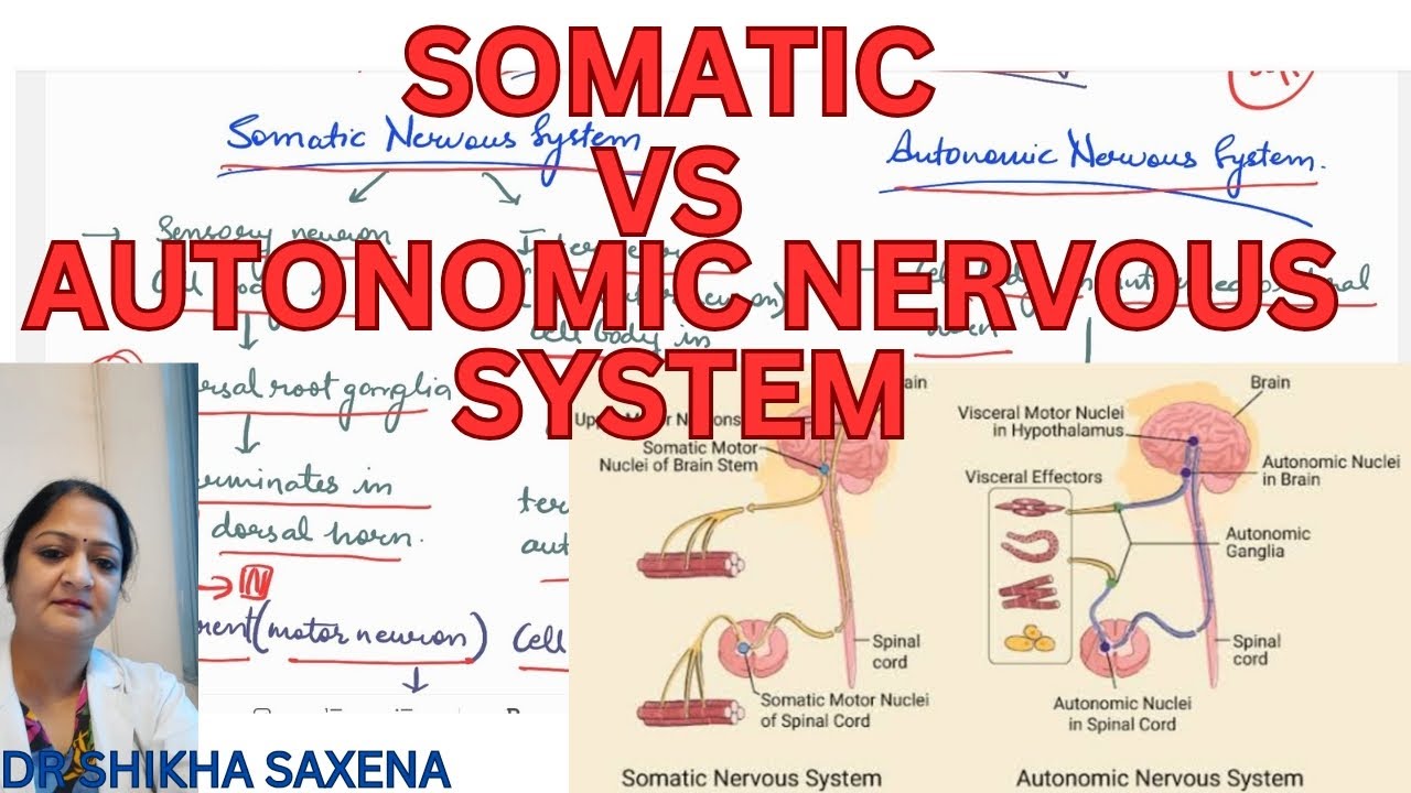 Somatic vs Autonomic nervous system, differences, diagrammatic ...