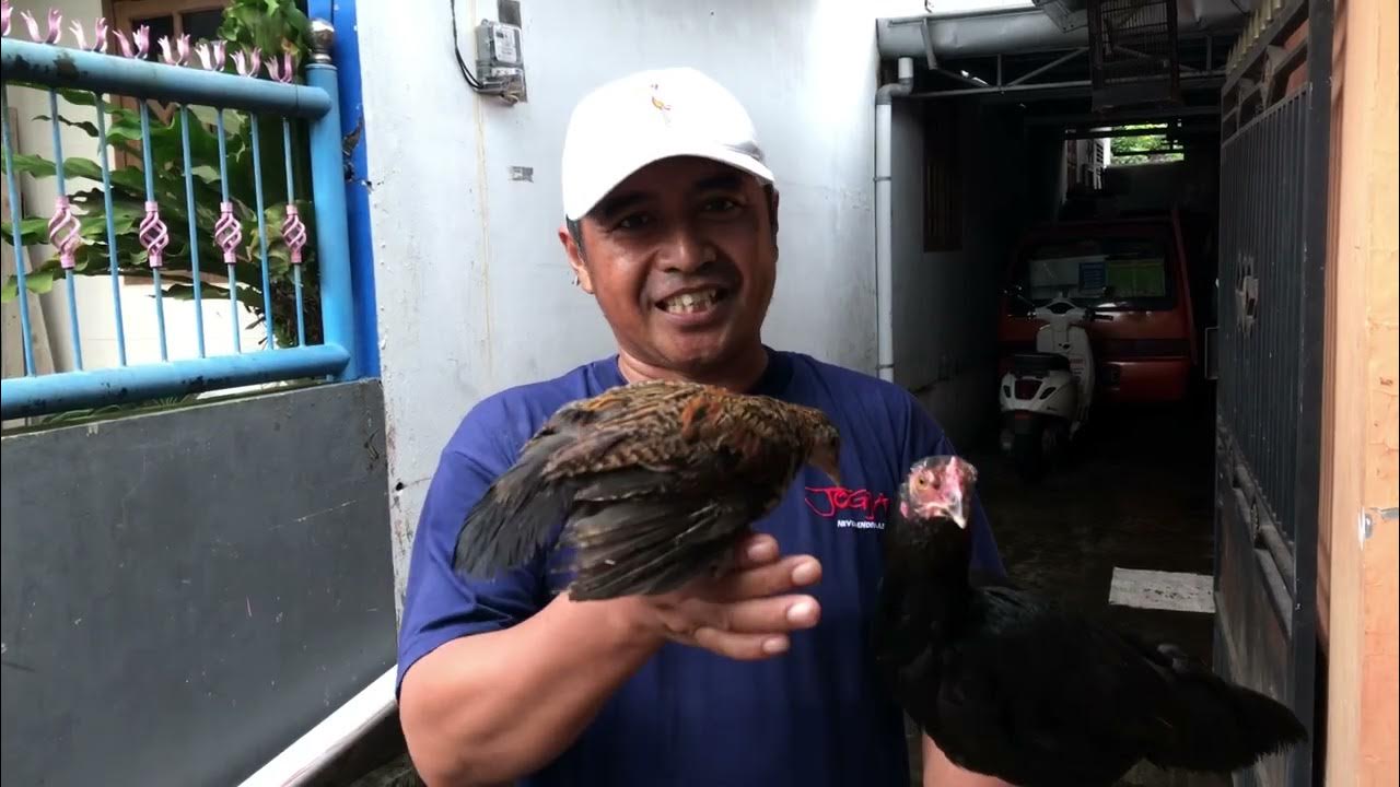 Hasil Silangan Ayam Hutan Ayam Kate Dan Ayam Bangkok Youtube
