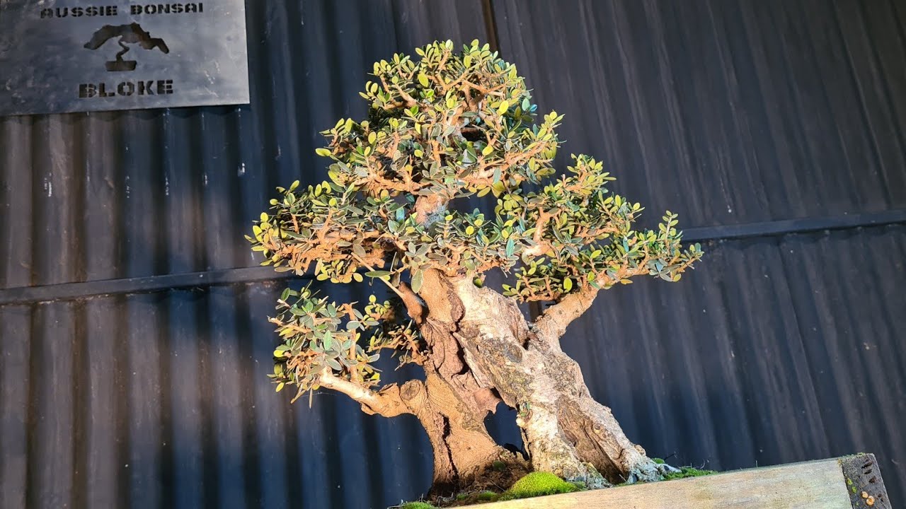 Bonsai, Sumo Olive gets a trim and style, Aussie Bonsai Bloke - YouTube