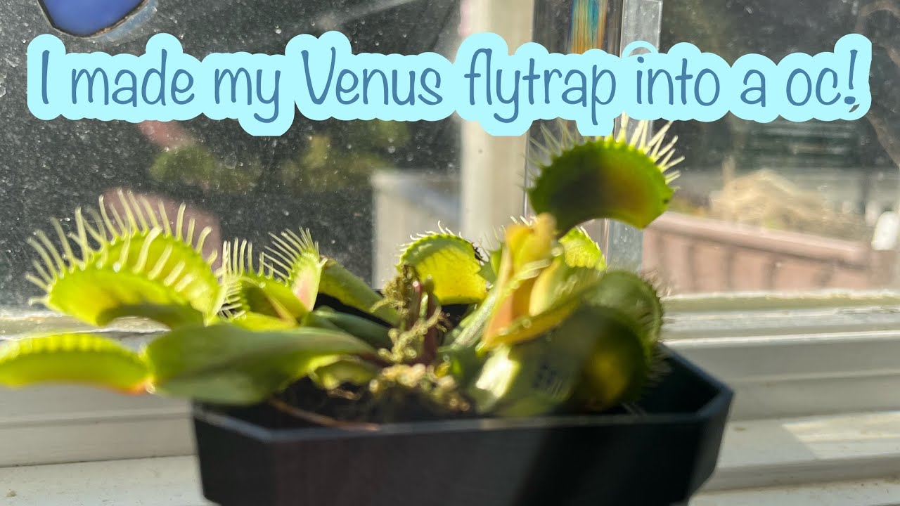 I made my Venus flytrap into a oc! - YouTube