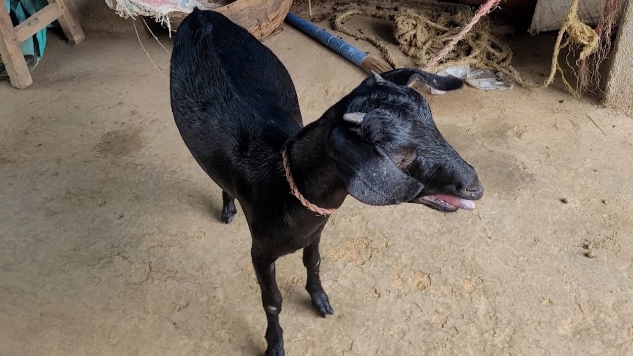 MOTHER GOAT CRYING FOR HER BABY||GOAT SOUNDS||@USDEARANIMAL - YouTube