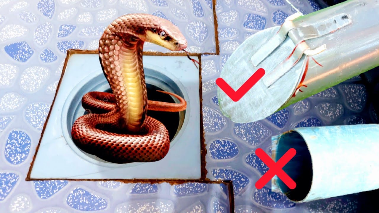 don't miss! Try this to prevent the snake from entering the bathroom ...