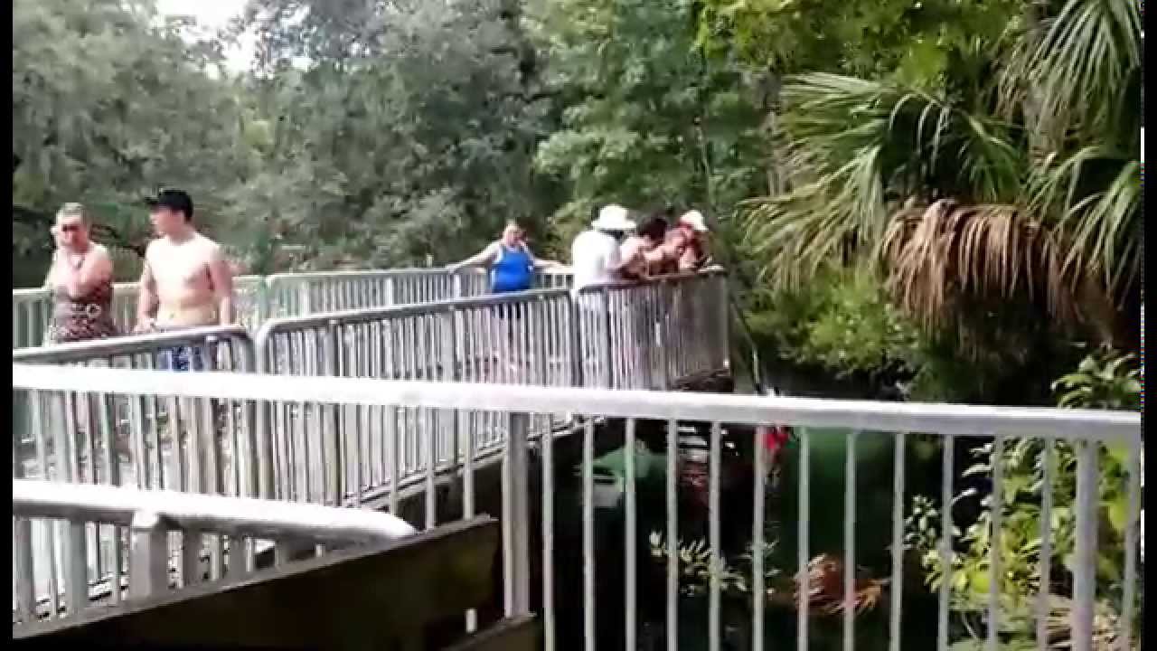 Lake Tubing on Blue Spring State park. Miami to Georgia trip. Day 1/8 ...