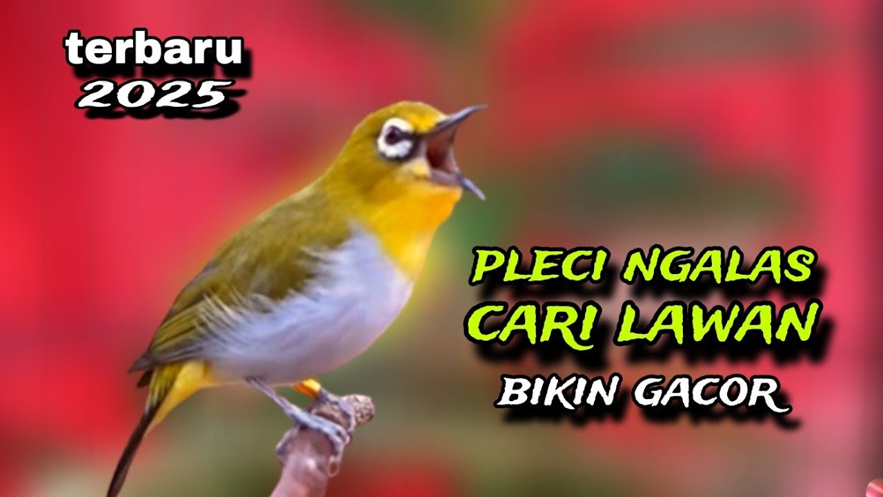 Burung Pleci bustomi Gacor Ngalas Mencari Lawan Terbaru 2025 - YouTube