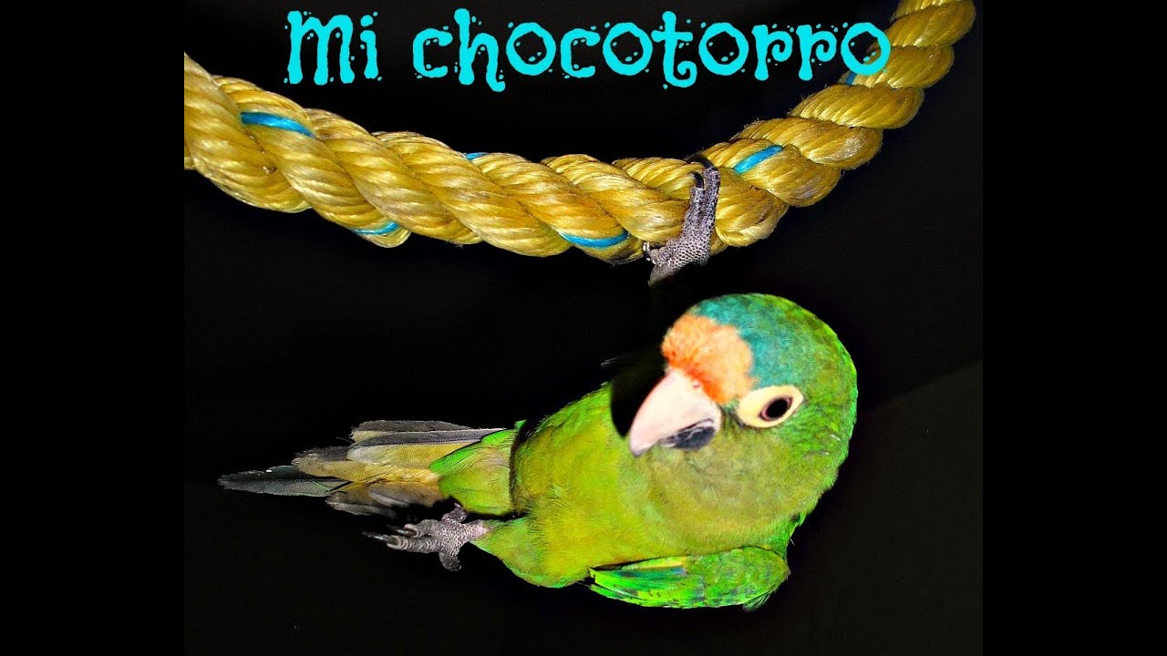 Mi perico hablando según el my parakeet - YouTube