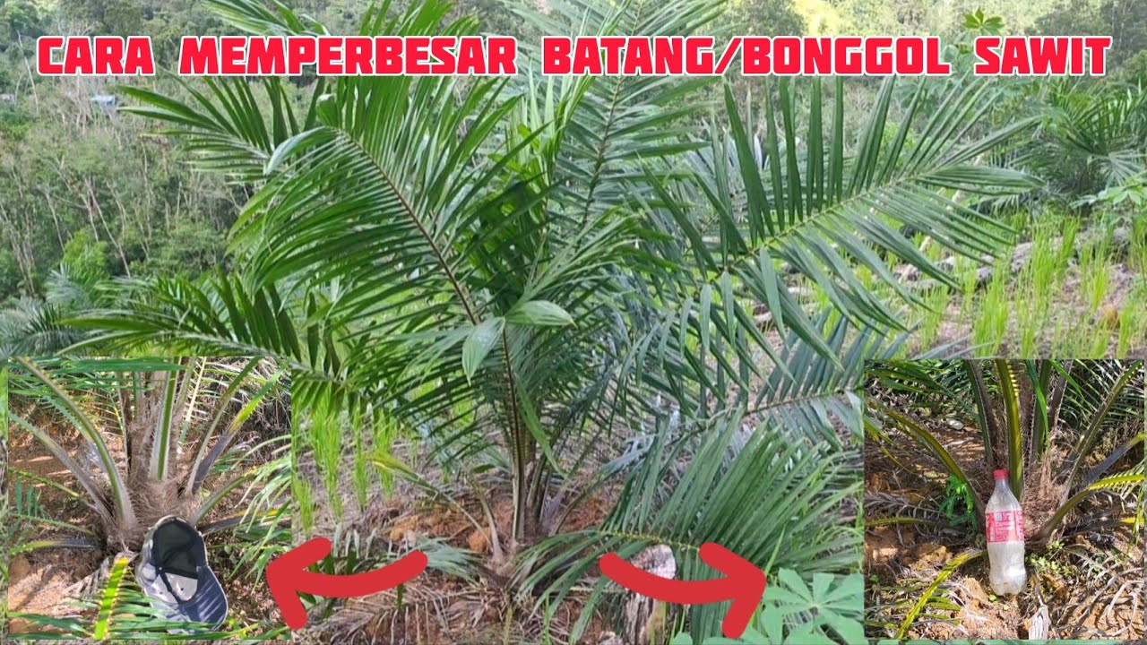 CARA MEMPERBESAR BATANG / BONGGOL SAWIT TBM - YouTube