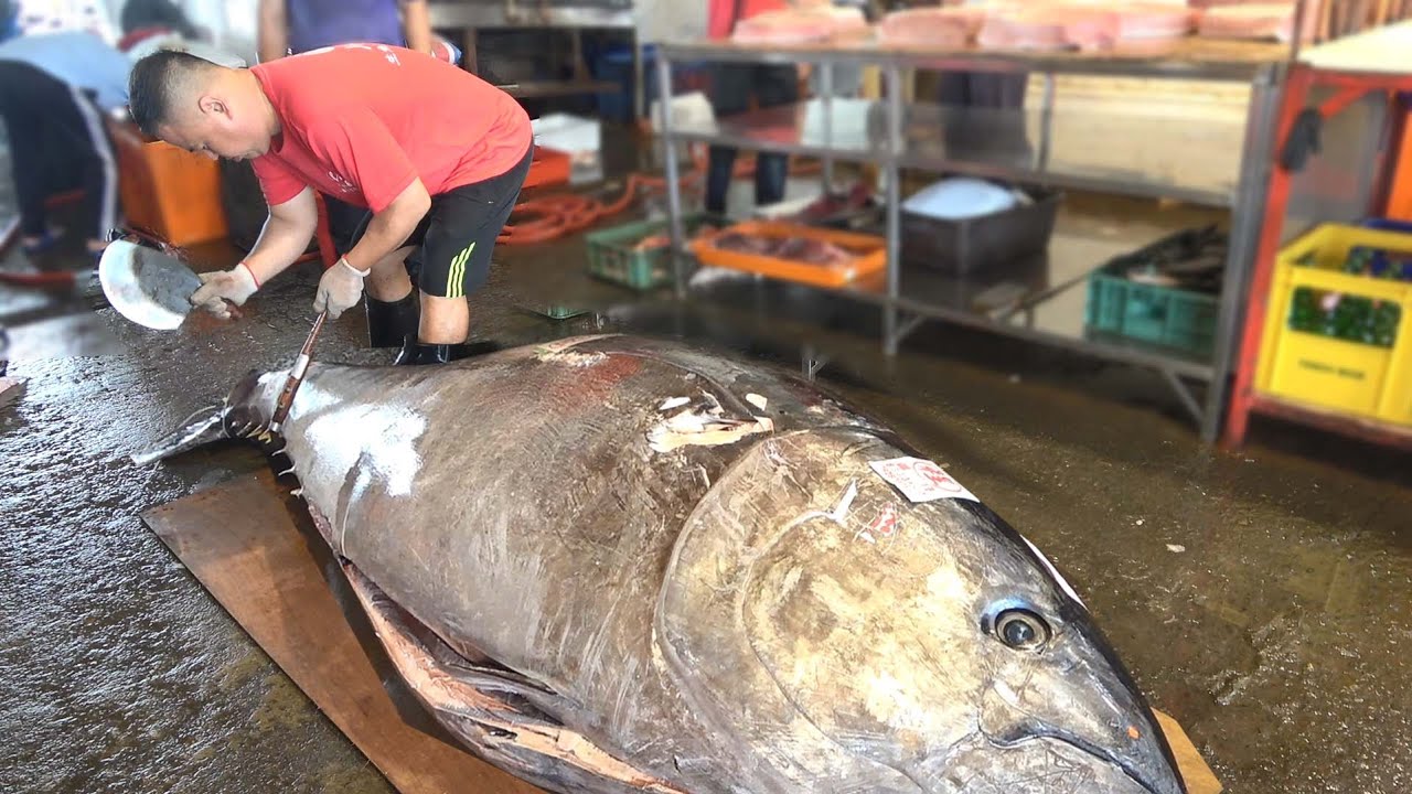 900-Pound Giant Bluefin Tuna : Masterful Cutting Skills by Expert ...