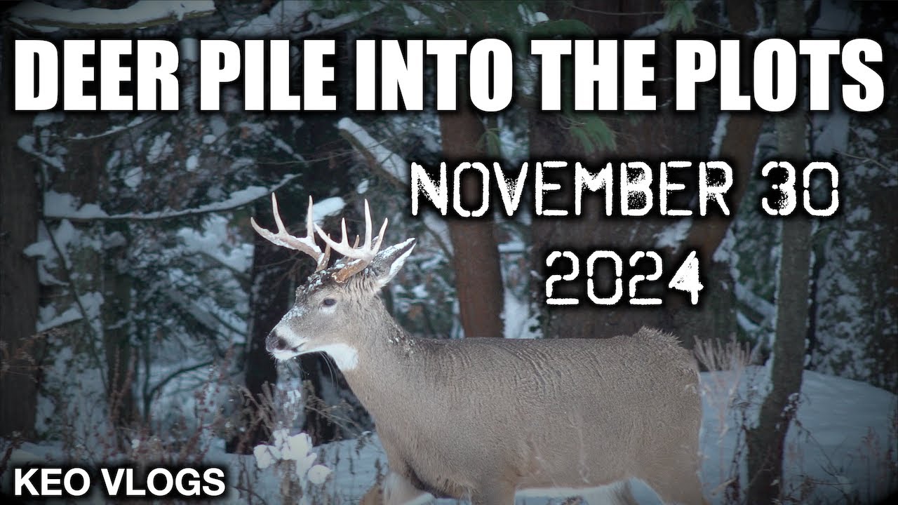 Deer Piling Into The Plots! - YouTube