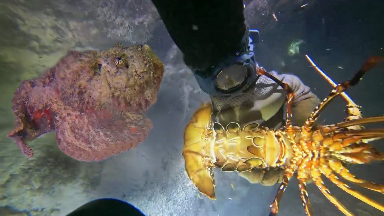 Night diving to catch seafood - Catching lobsters, fish, shrimp, crabs ...