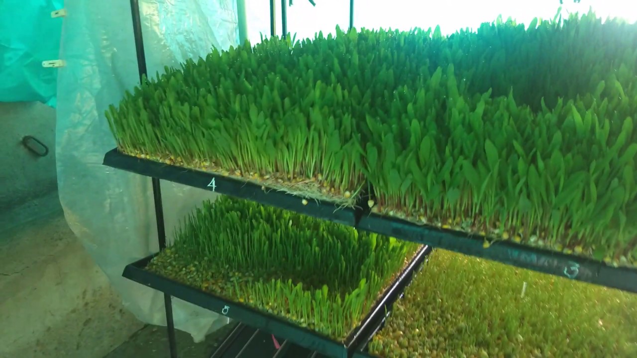 Como producir forraje verde hidroponico FVH - Forraje Verde Hidroponico ...