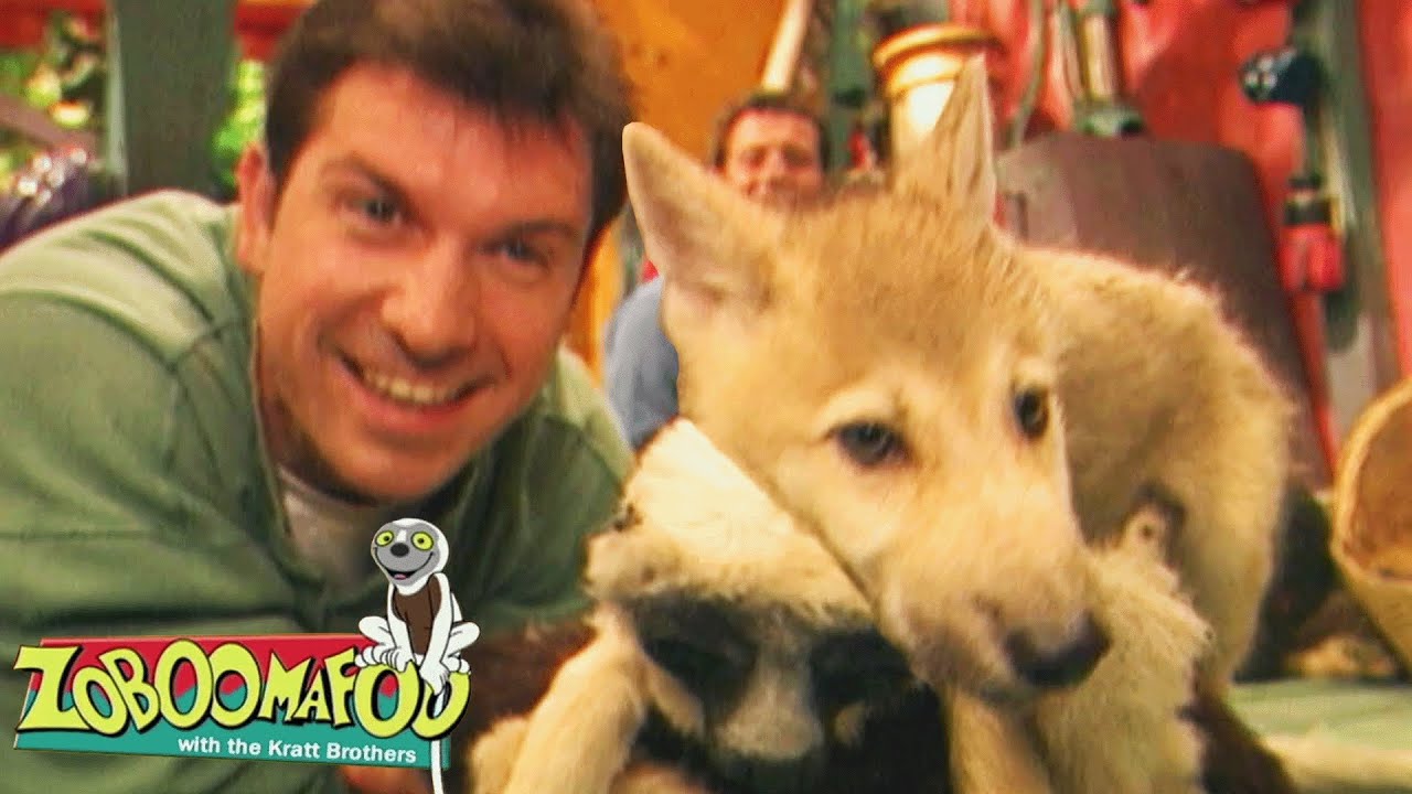 Fierce Creatures 🐺 | Zoboomafoo - WildBrain | Movies for Kids - YouTube