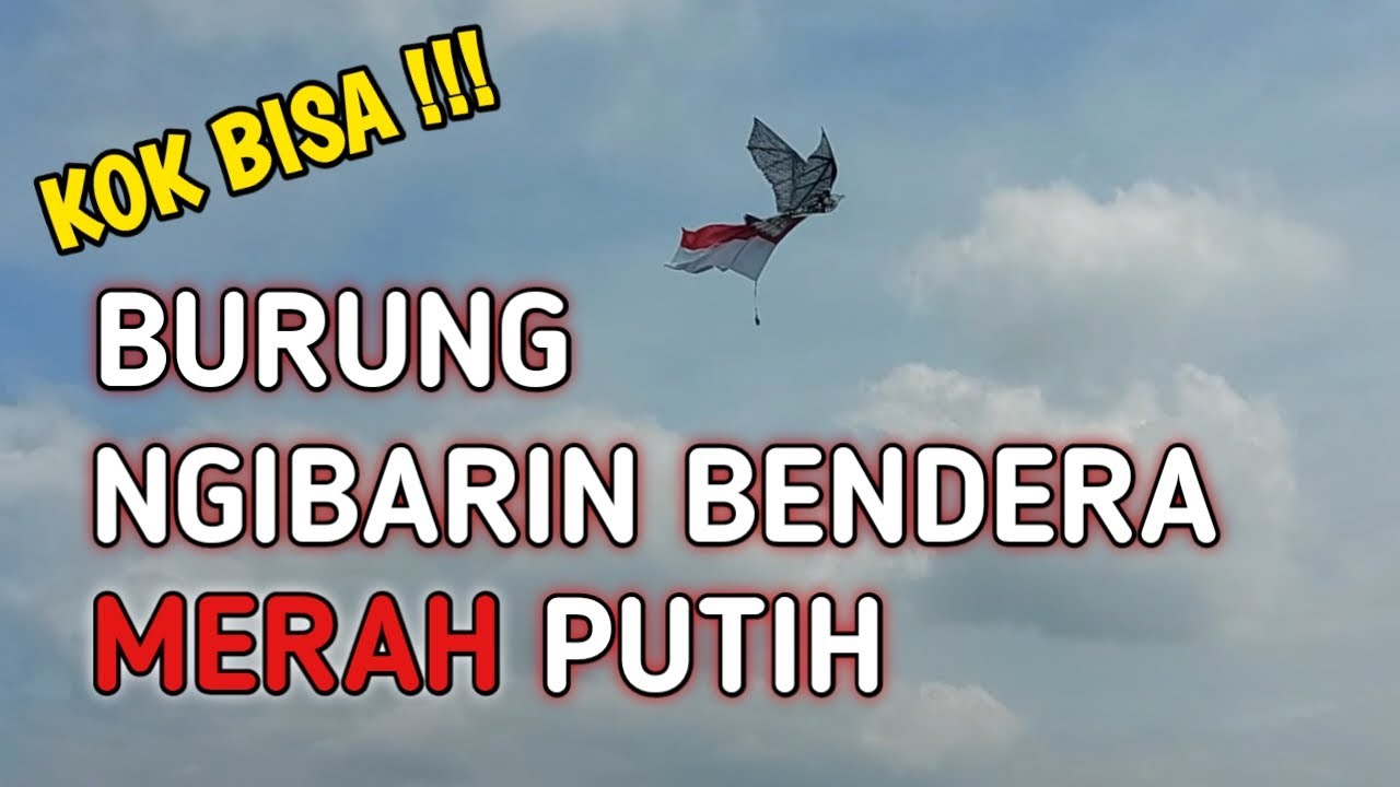BURUNG HEBAT BISA MENERBANGKAN BENDERA MERAH PUTIH - YouTube