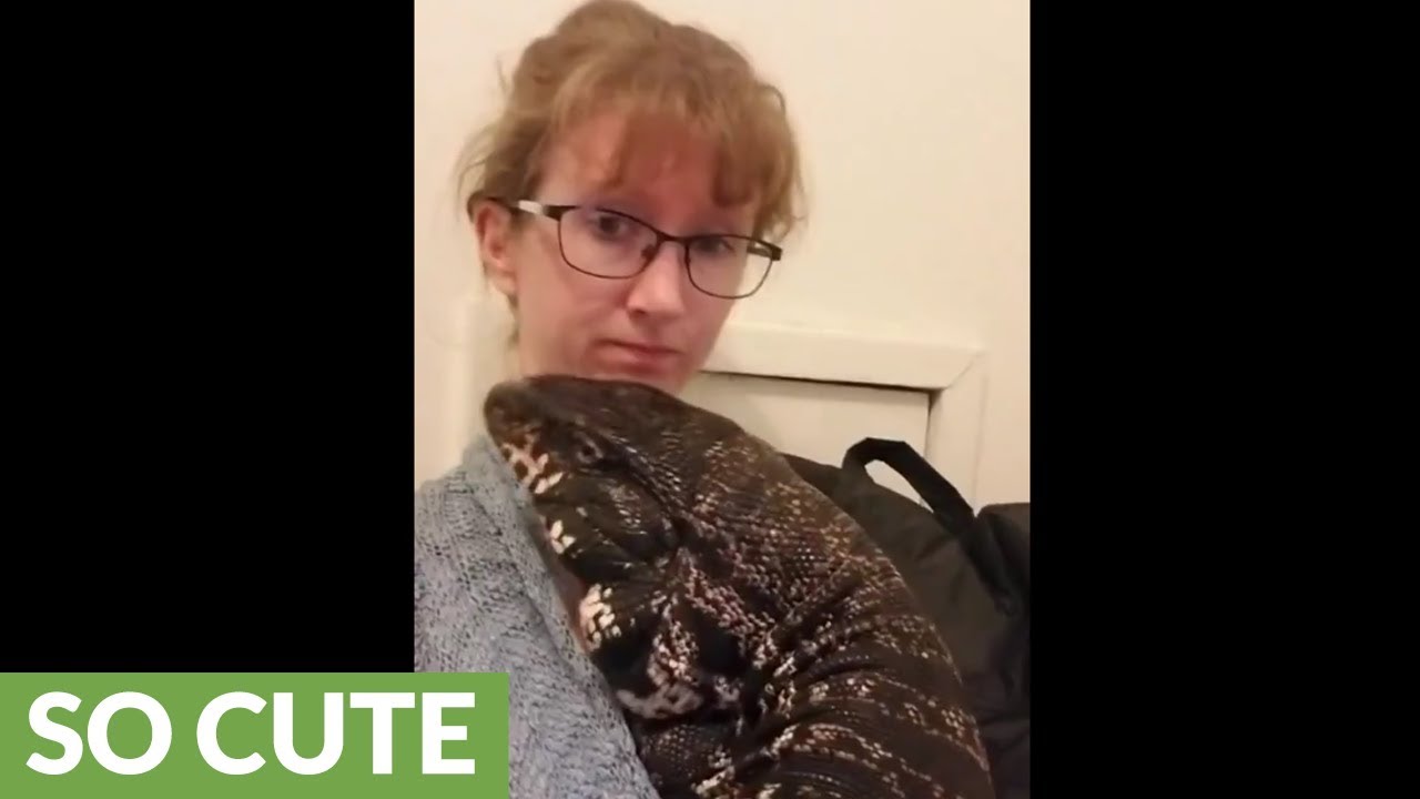 Huge pet lizard loves to cuddle with owner - YouTube